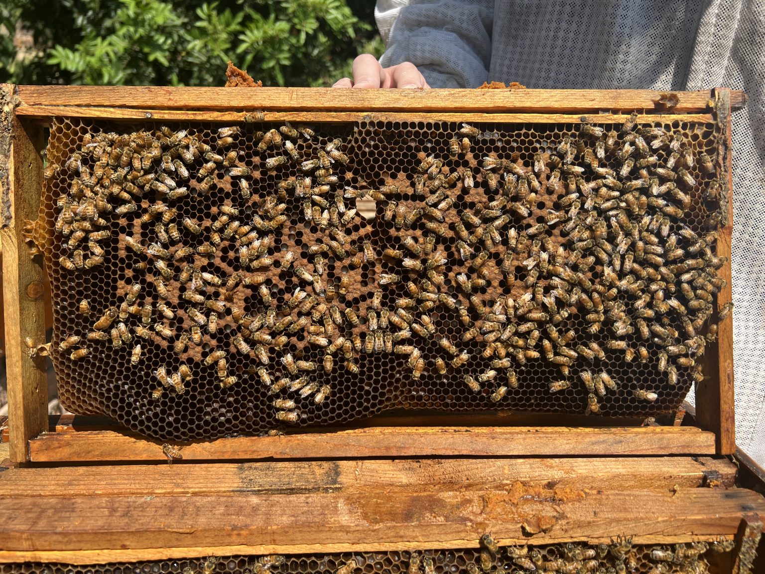 San Diego Bee Sanctuary – "Facilitating harmony between bees and humans."